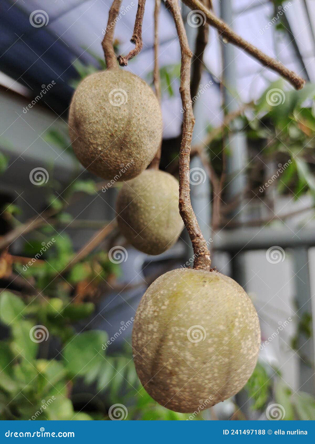 Mini Great Hot Plums Ornamental Plant Stock Photo - Image of plant ...