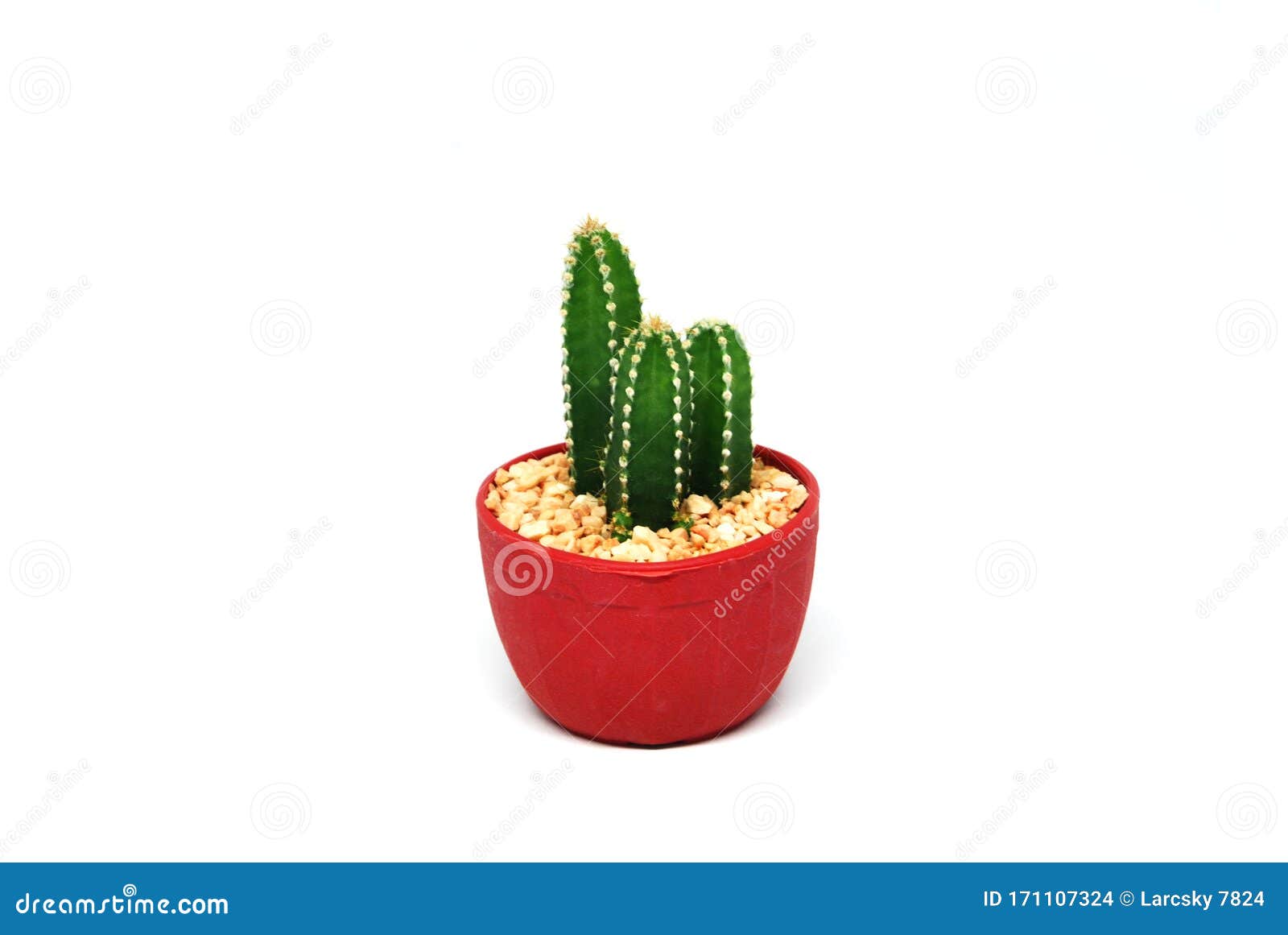 Mini Green Cactus In Red Pot Isolated White Texture Background Or Call