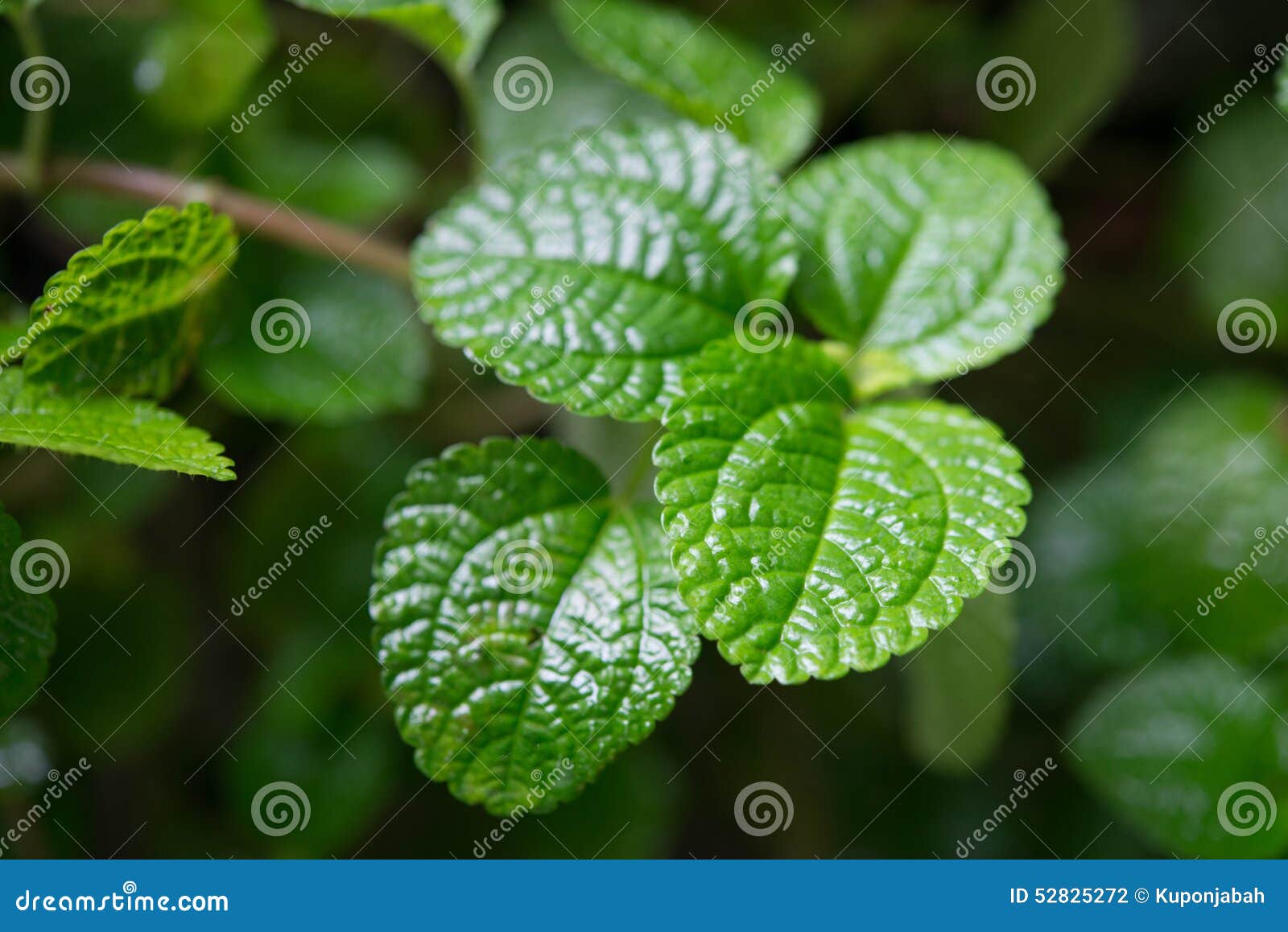 Mini green leaf stock photo. Image of green, healthy - 52825272
