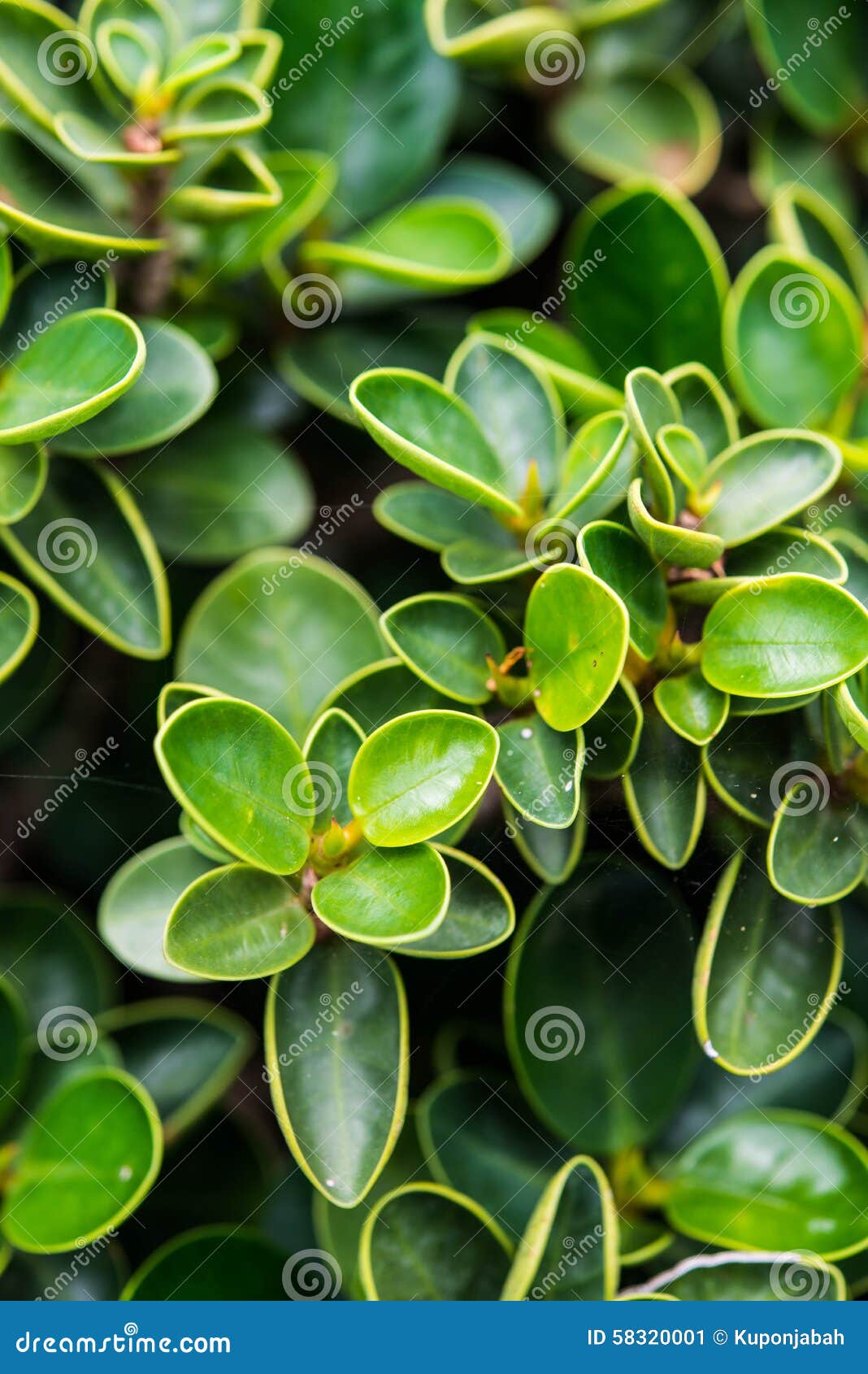 Mini green leaf stock image. Image of environment, lush - 58320001