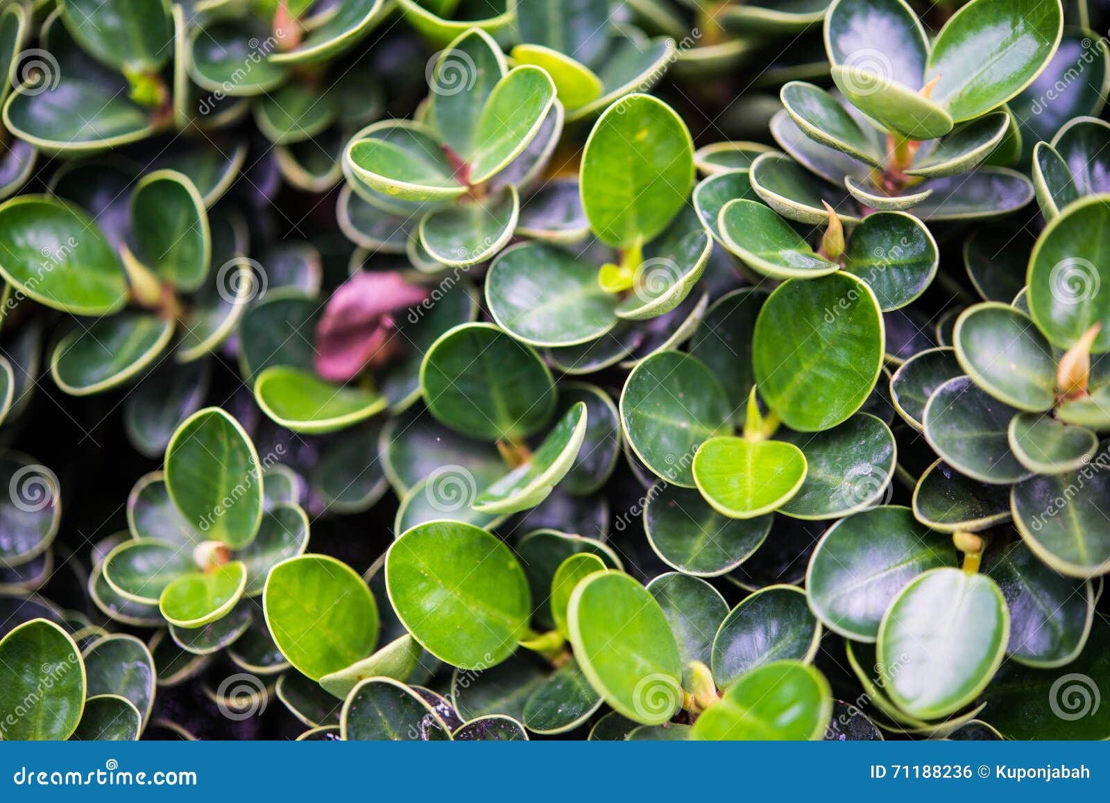 Mini green leaf stock photo. Image of tree, outside, foliage - 71188236