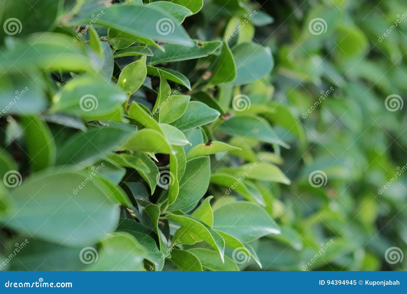 Mini green leaf stock image. Image of park, nature, forest - 94394945