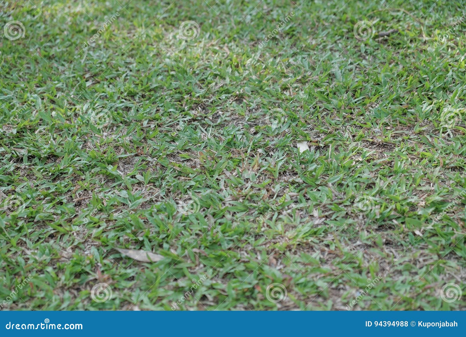 Mini green leaf stock photo. Image of nature, beauty - 94394988