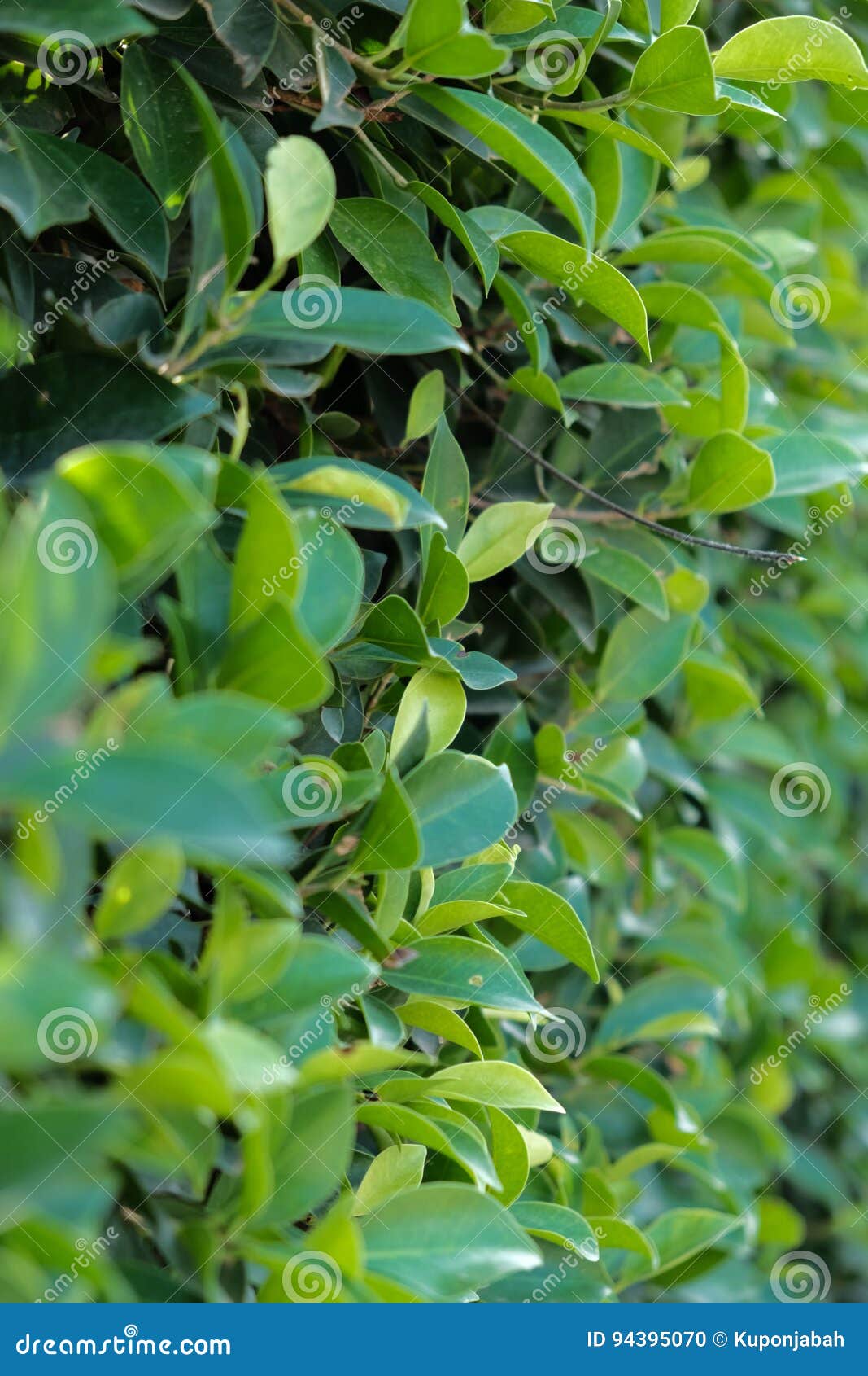 Mini green leaf stock photo. Image of forest, park, mini - 94395070