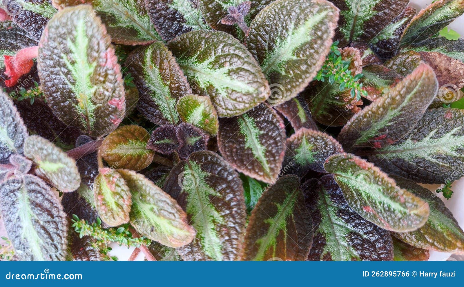 Mini Green Leaves, Beautiful Green Stock Photo - Image of shrub, food ...