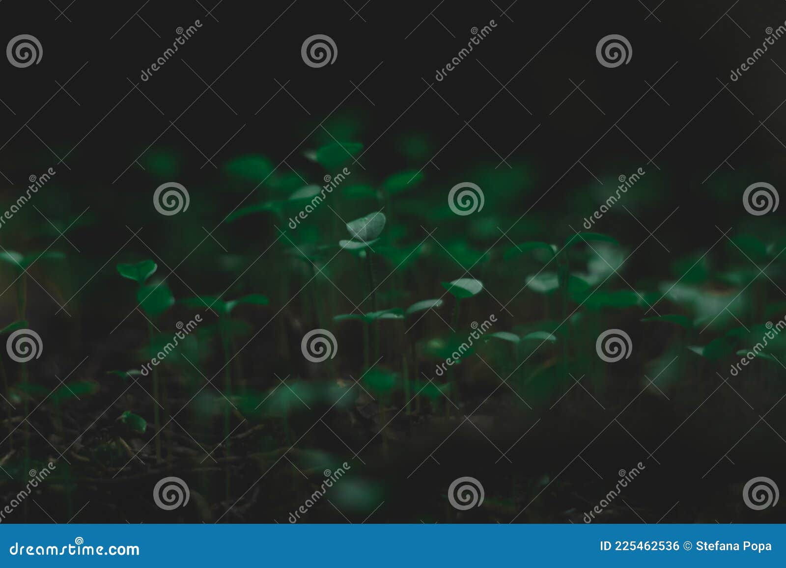 Mini Green Plants, Beautiful Nature Stock Photo - Image of freshness ...