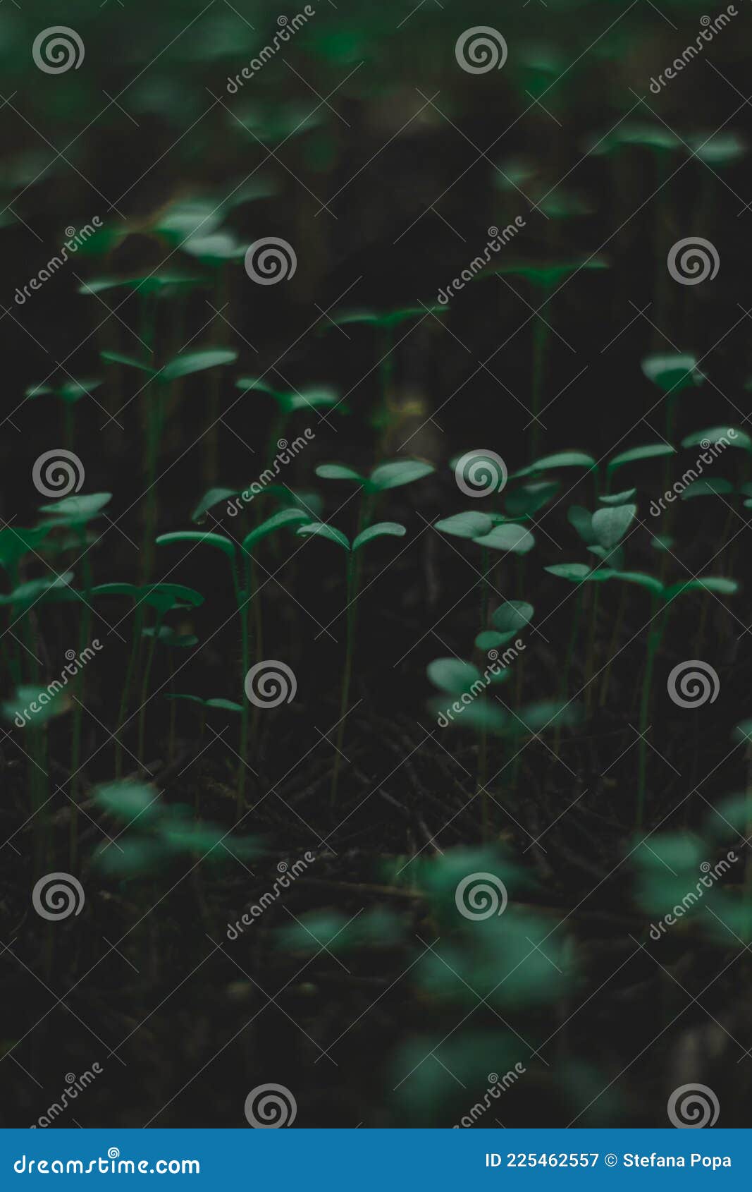 Mini Green Plants, Beautiful Nature Stock Image - Image of ...