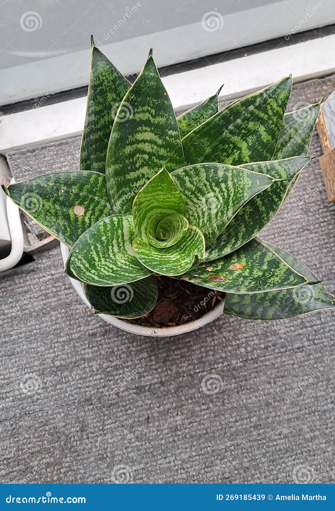 Mini Green Sansevieria stock image. Image of produce - 269185439