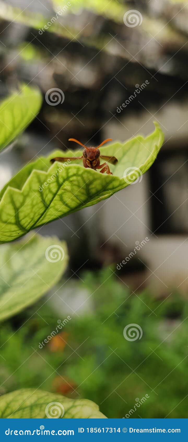 Mini insecto o abeja foto de archivo. Imagen de insecto - 185617314