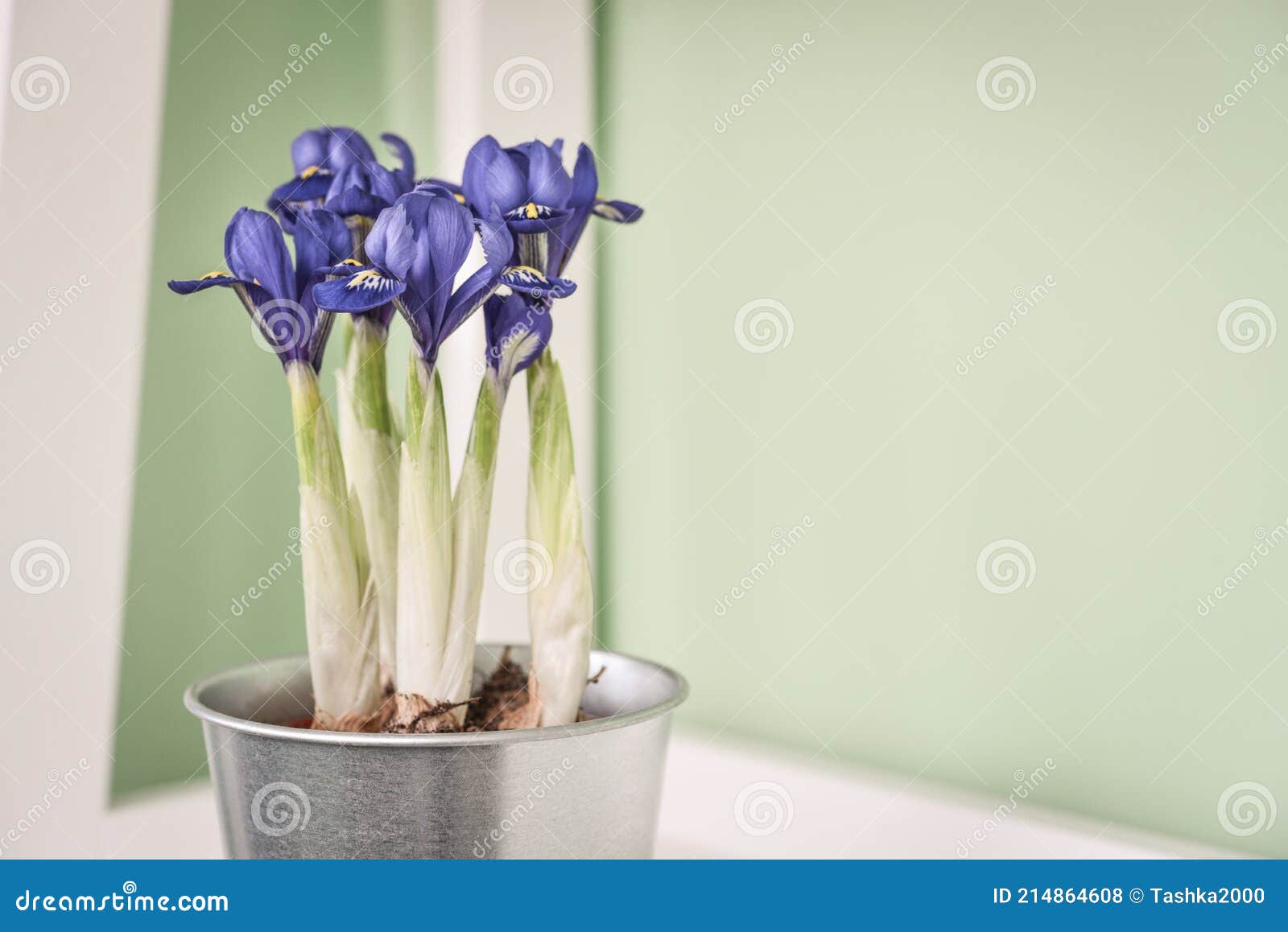 Mini iris flowers in a pot stock photo. Image of mini - 214864608