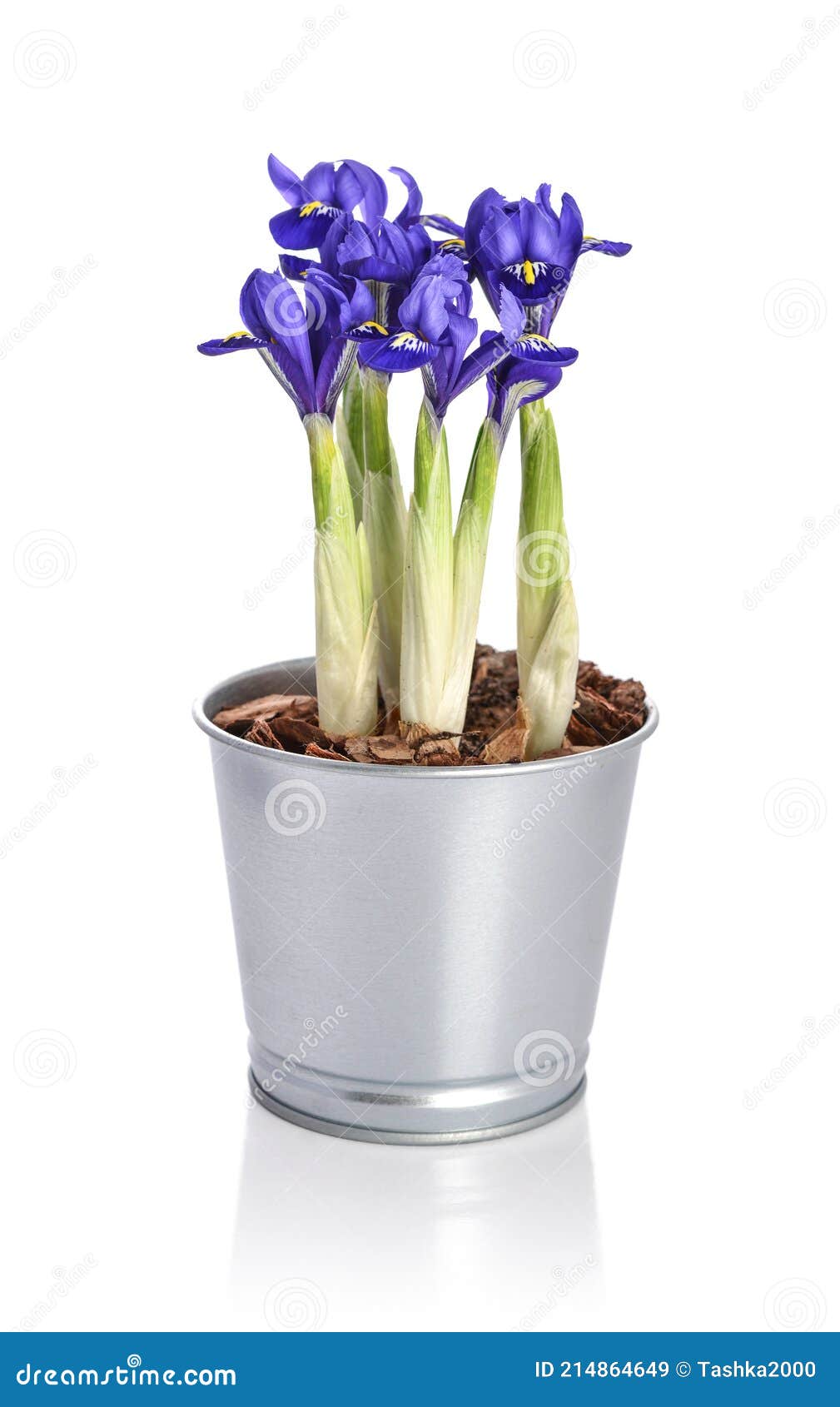 Mini iris flowers in a pot stock image. Image of bouquet - 214864649