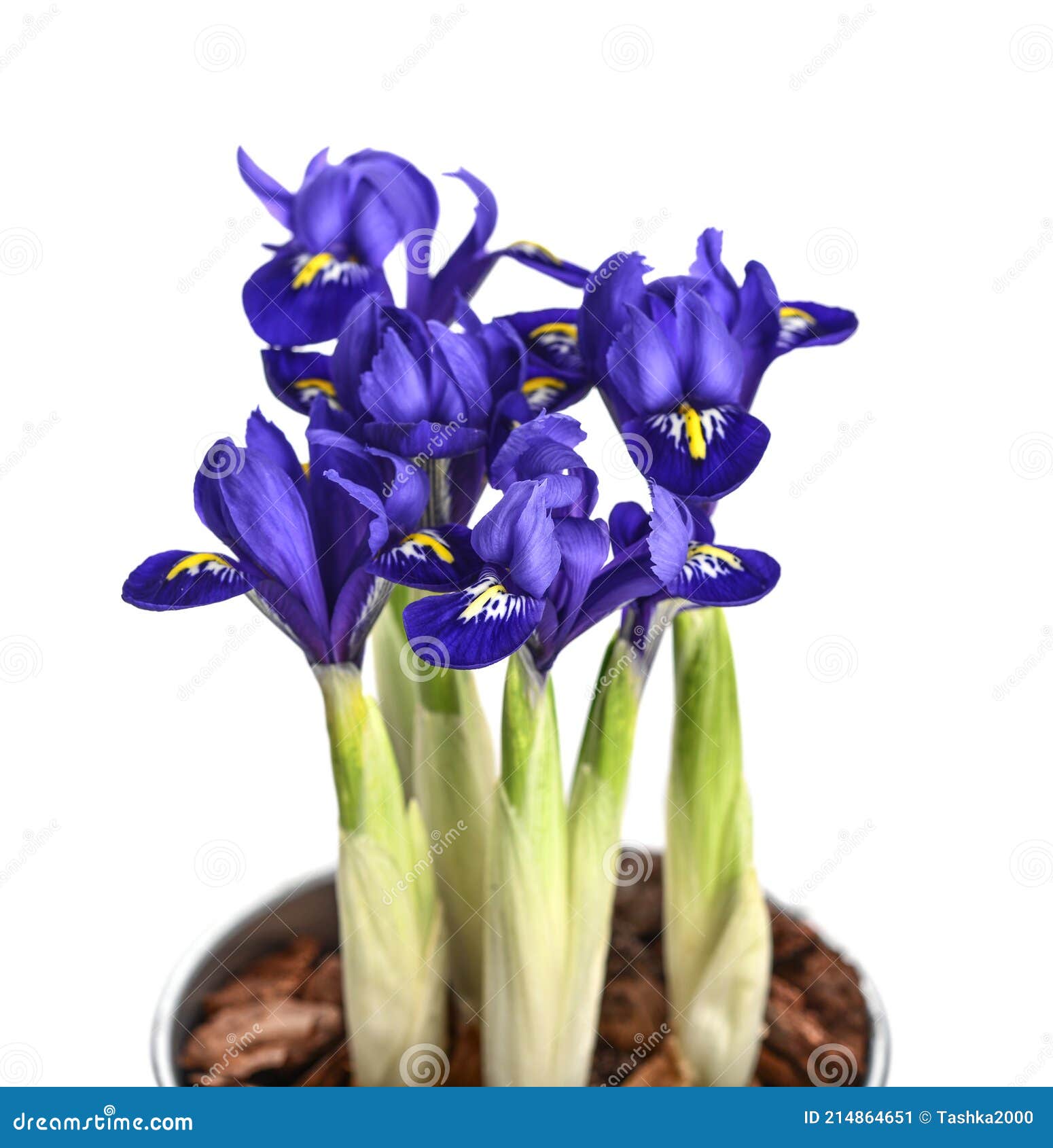 Mini iris flowers in a pot stock image. Image of botany - 214864651