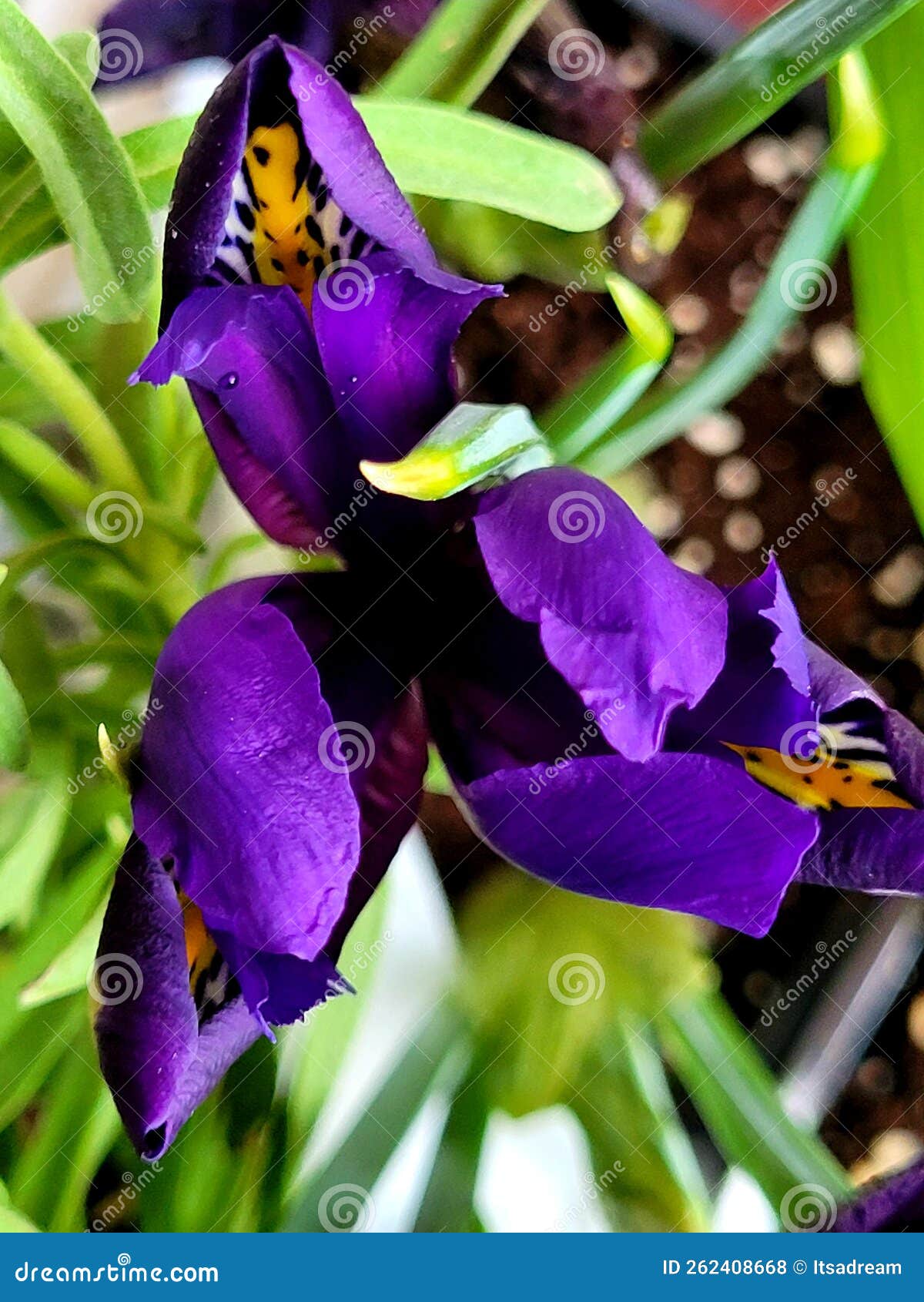 Mini iris in garden stock photo. Image of center, spring - 262408668