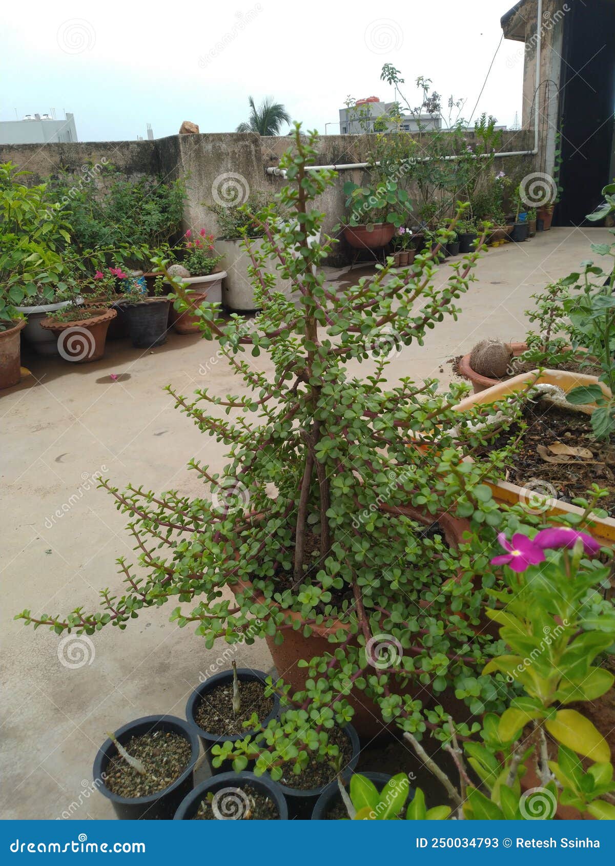 Mini Jade plant stock image. Image of tree, mini, property - 250034793