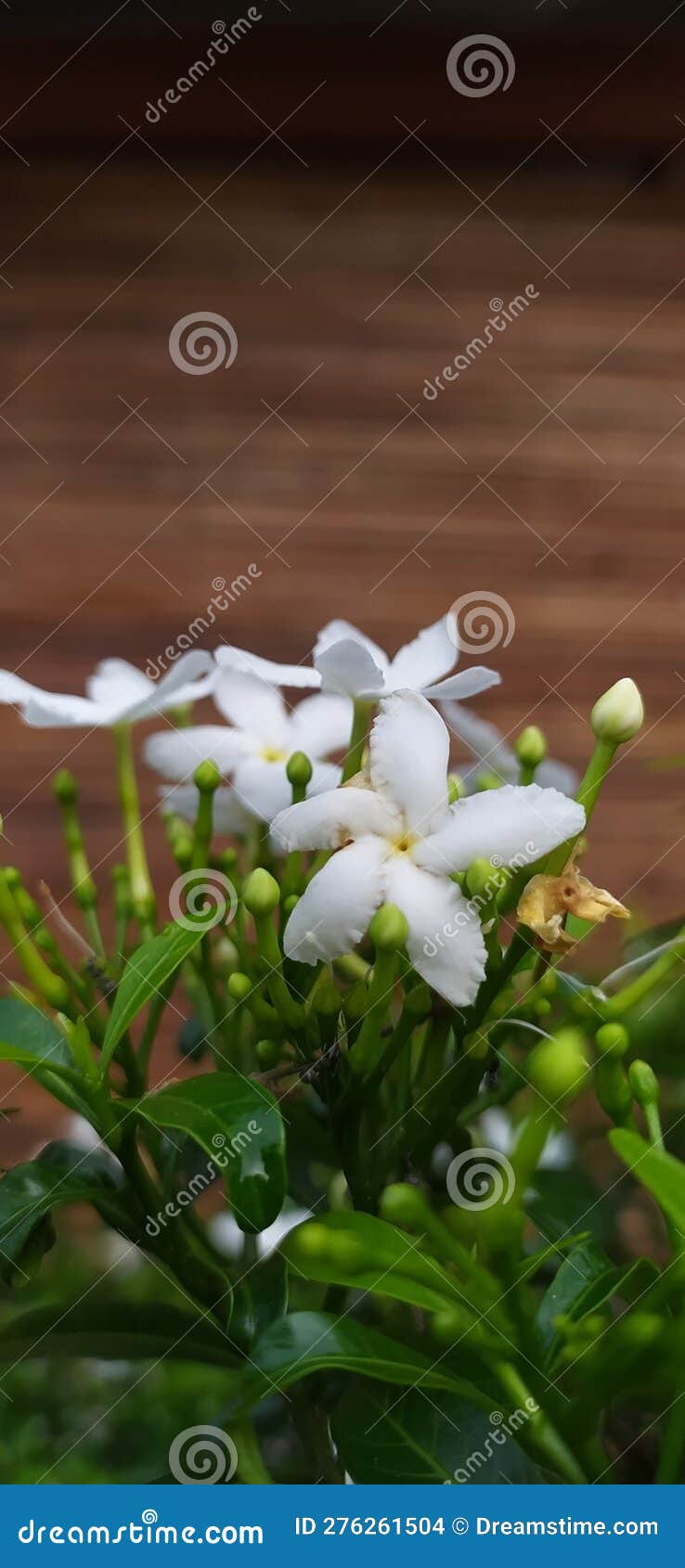 Mini jasmine stock photo. Image of parfume, fresh, perfuming - 276261504