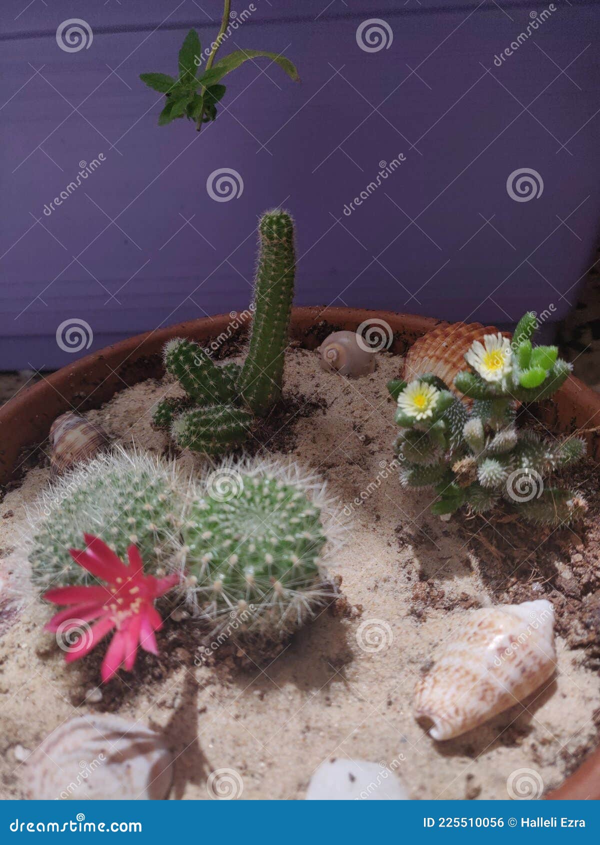 Mini Kactus bloom stock photo. Image of kactus, produce - 225510056