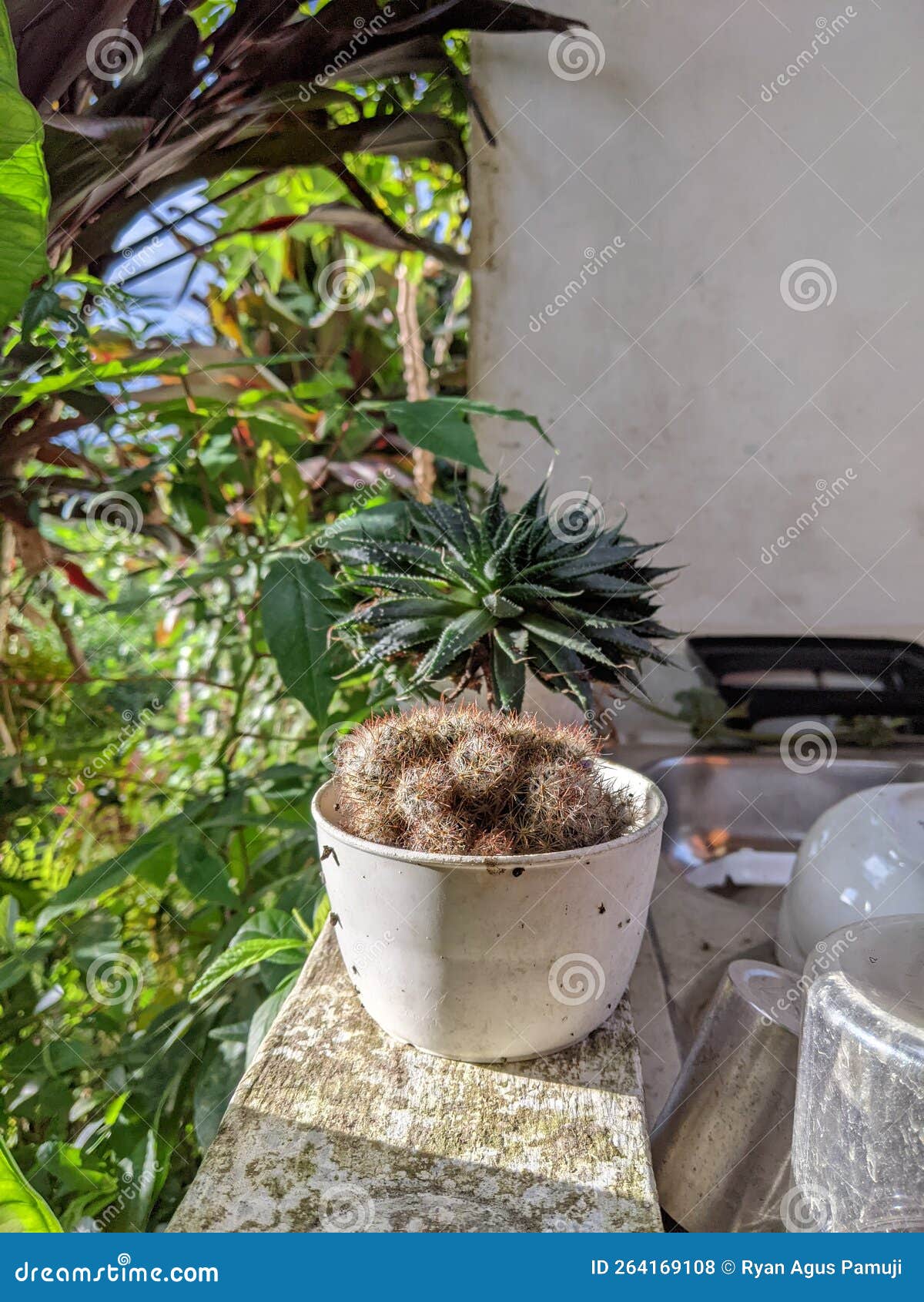 Mini kaktus in small pots stock photo. Image of little - 264169108