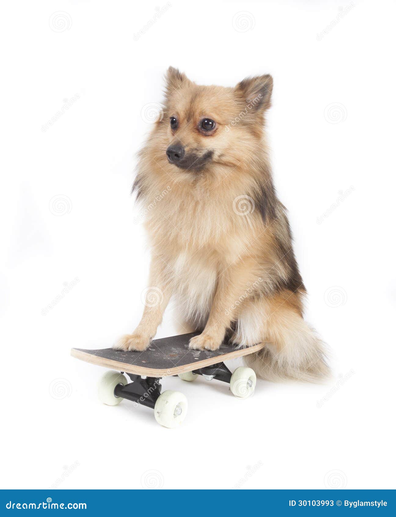 Mini wolfsspitz imagen de archivo. Imagen de amigo, perro - 30103993