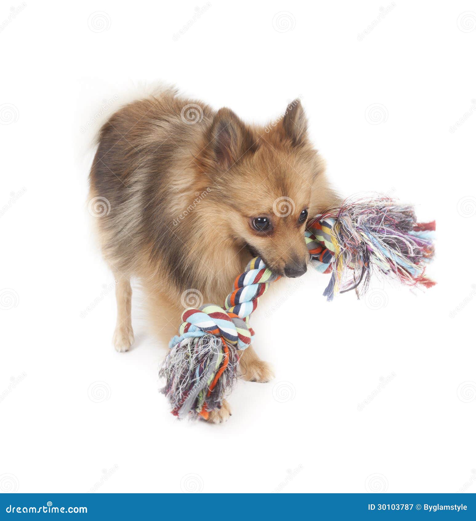 Mini wolfsspitz imagem de stock. Imagem de branco, mini - 30103787