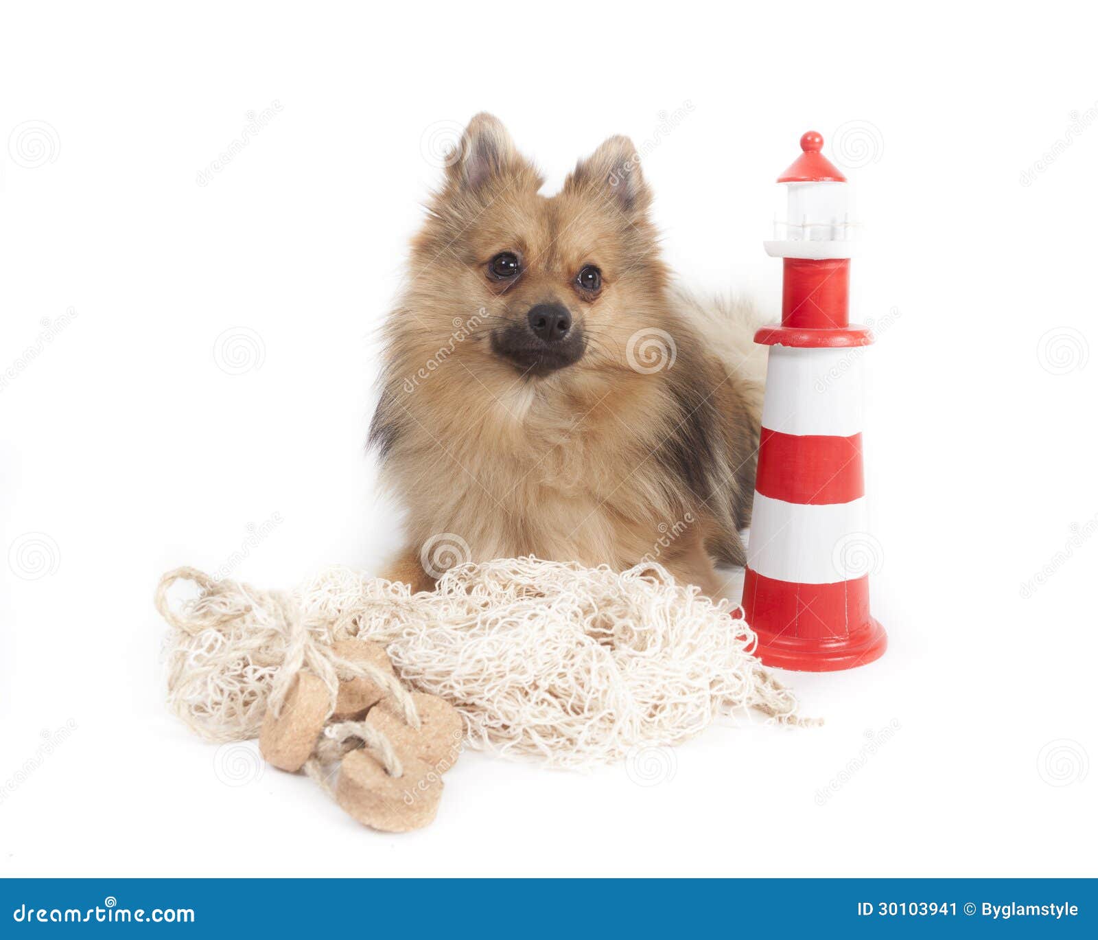 Mini wolfsspitz imagem de stock. Imagem de bêbado, branco - 30103941