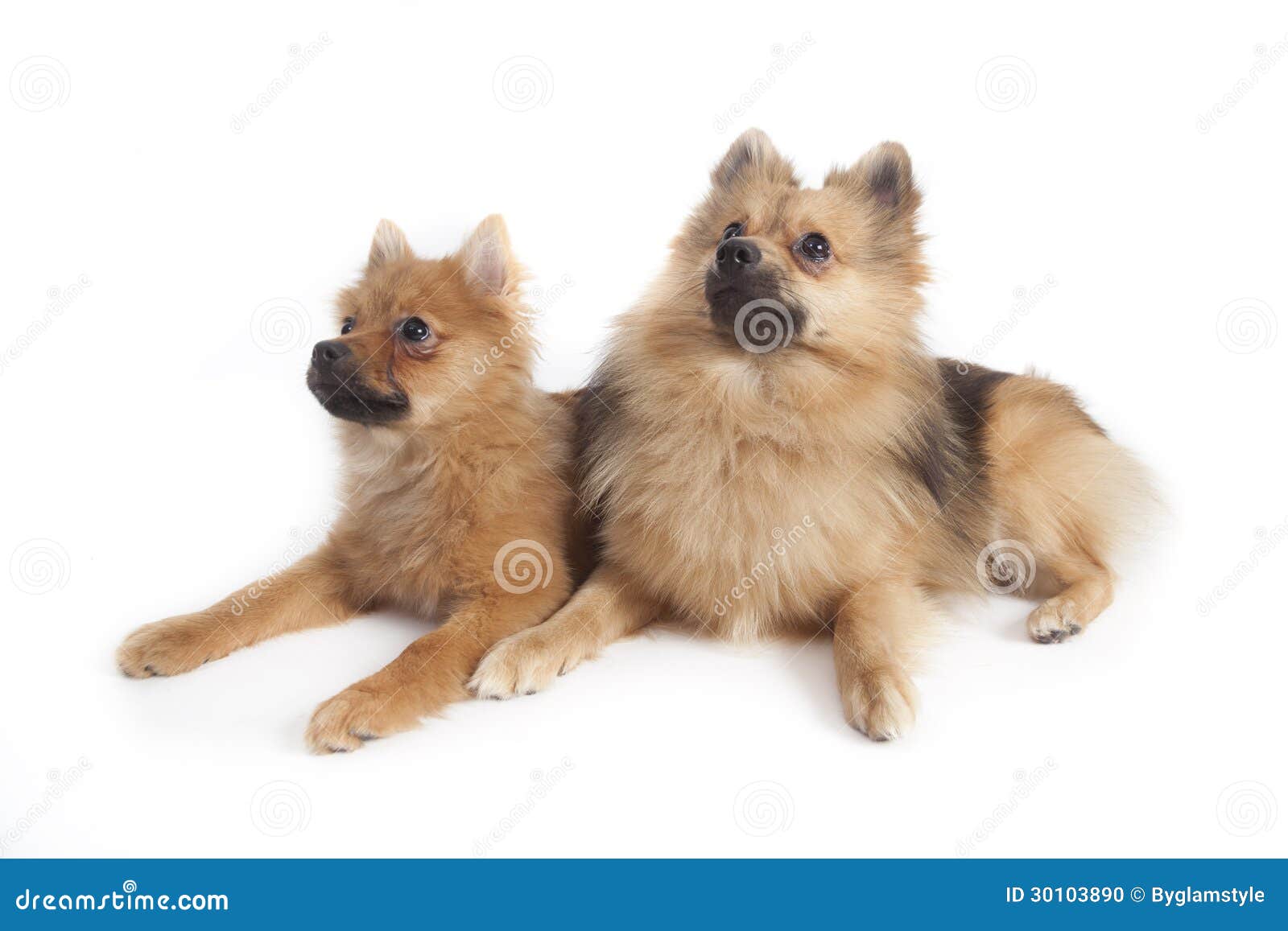 Mini wolfsspitz stock photo. Image of background, smiling - 30103890