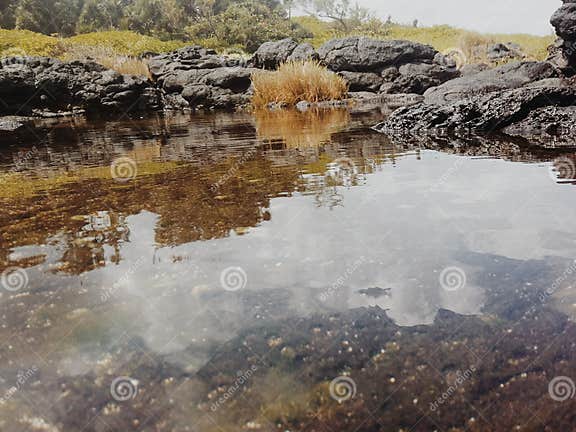 Mini lake stock photo. Image of mini, lake, grass - 73821762