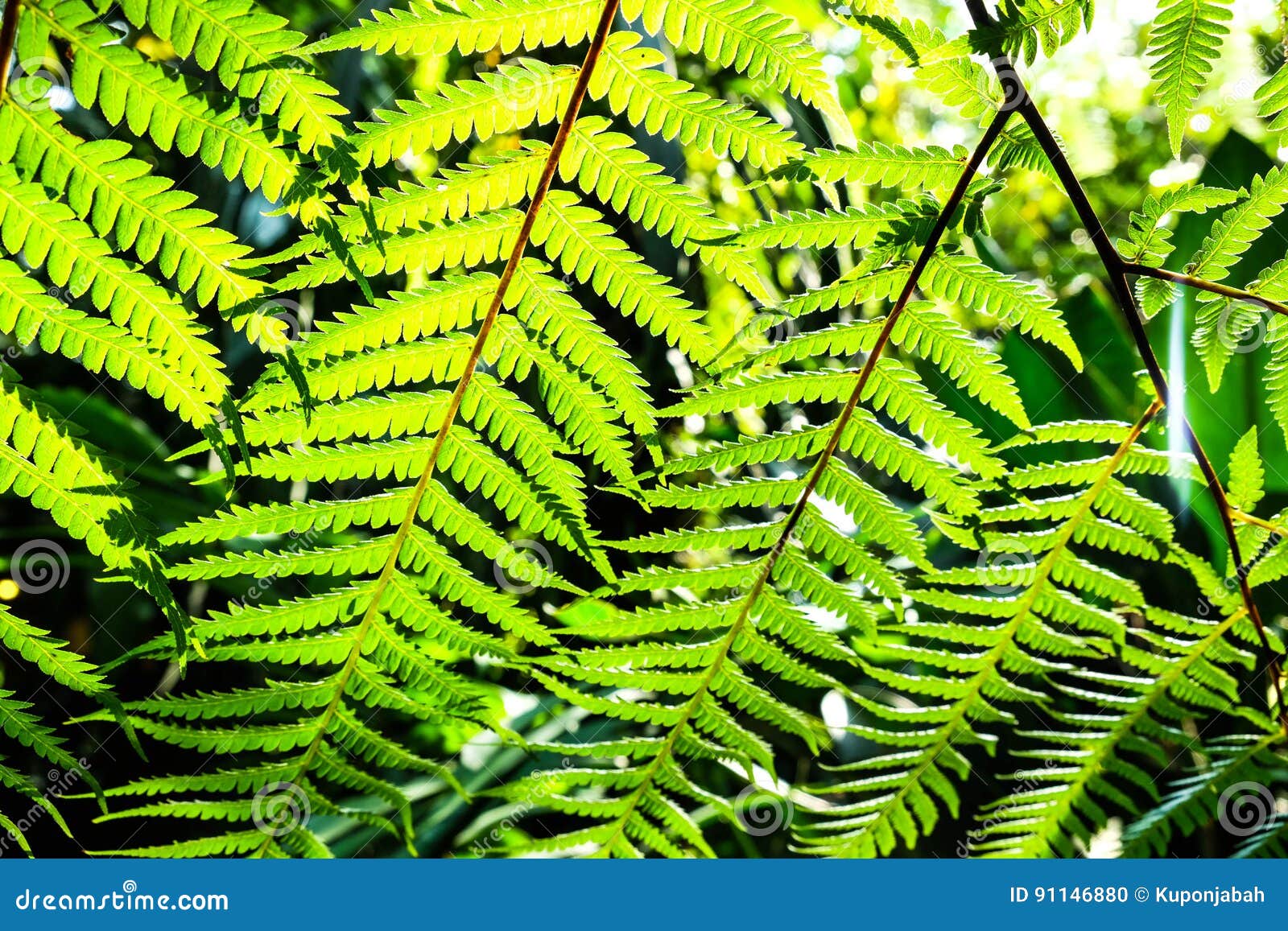 Mini leaf stock photo. Image of flower, green, leaf, sunlight - 91146880