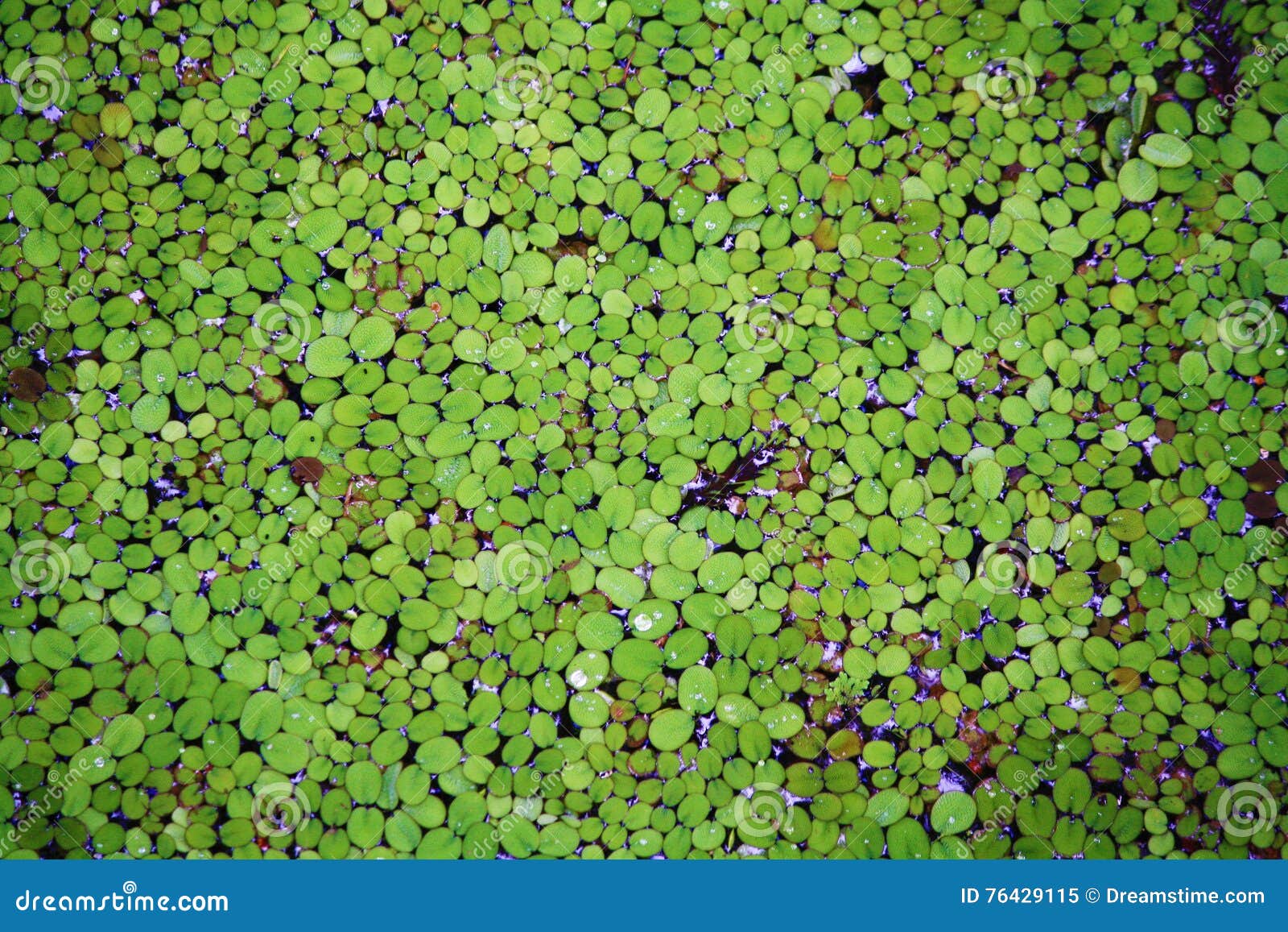 Mini Lily Pads immagine stock. Immagine di nave, acqua - 76429115