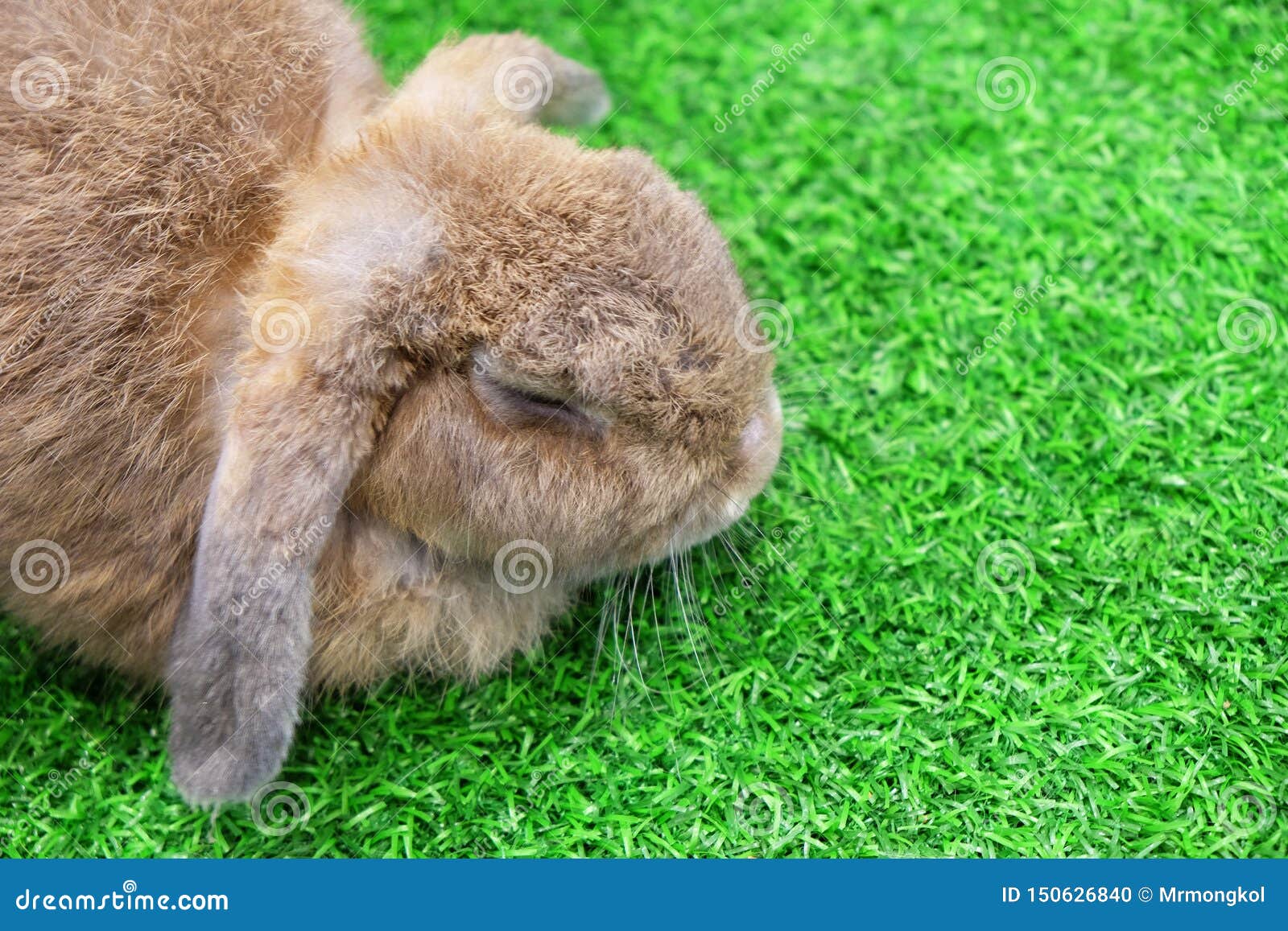 Mini Lop Brown Rabbit Head Sleeping on Green Grass Stock Photo - Image ...