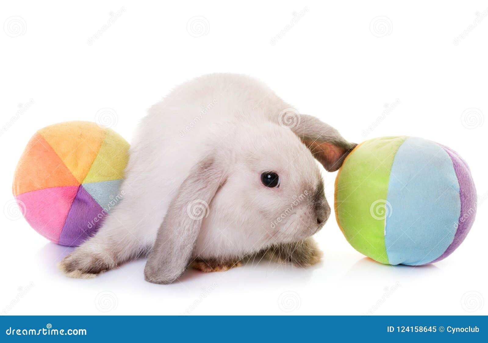 Mini lop in studio stock image. Image of isolated, playing - 124158645
