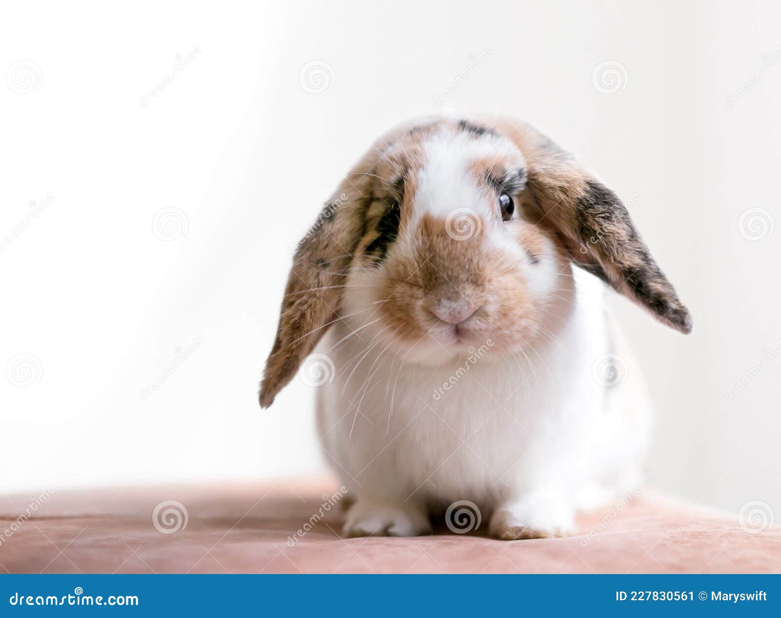 A Mini Lop Rabbit with Calico Markings Stock Image - Image of mini ...