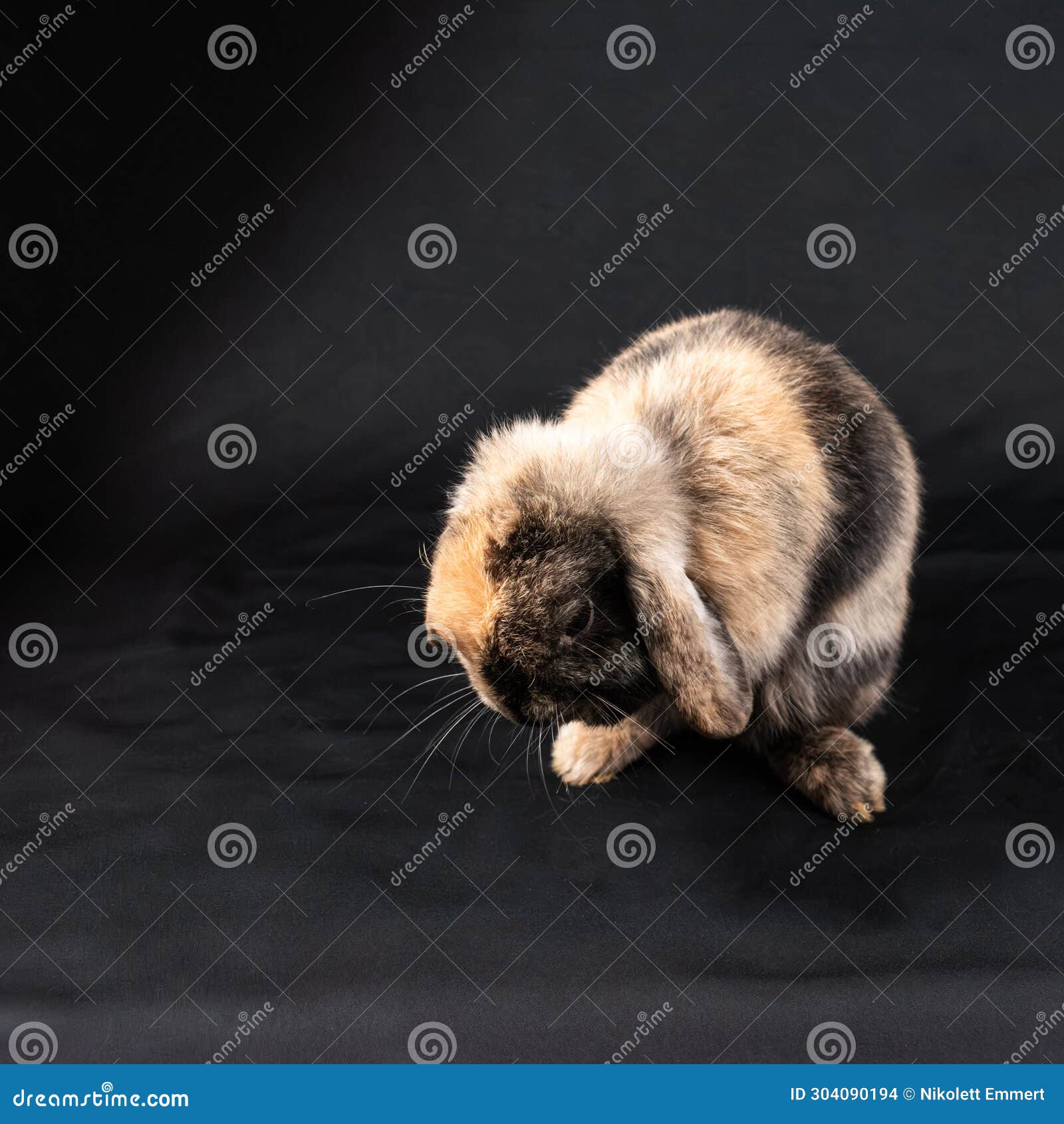Mini Lop Rabbit, Isolated on Black Background Stock Photo - Image of ...