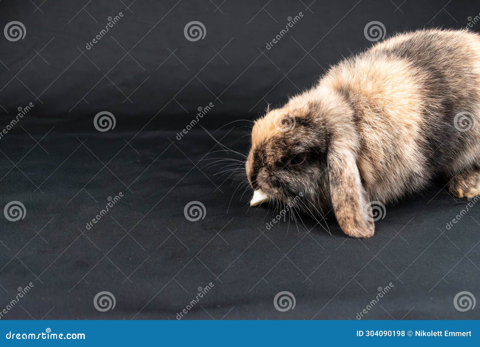 Mini Lop Rabbit, Isolated on Black Background Stock Photo - Image of ...