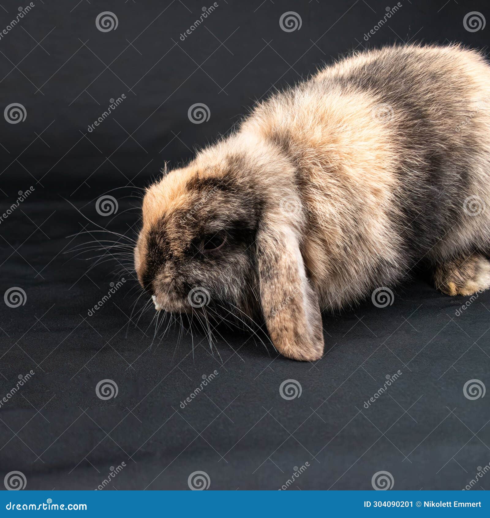 Mini Lop Rabbit, Isolated on Black Background Stock Image - Image of ...