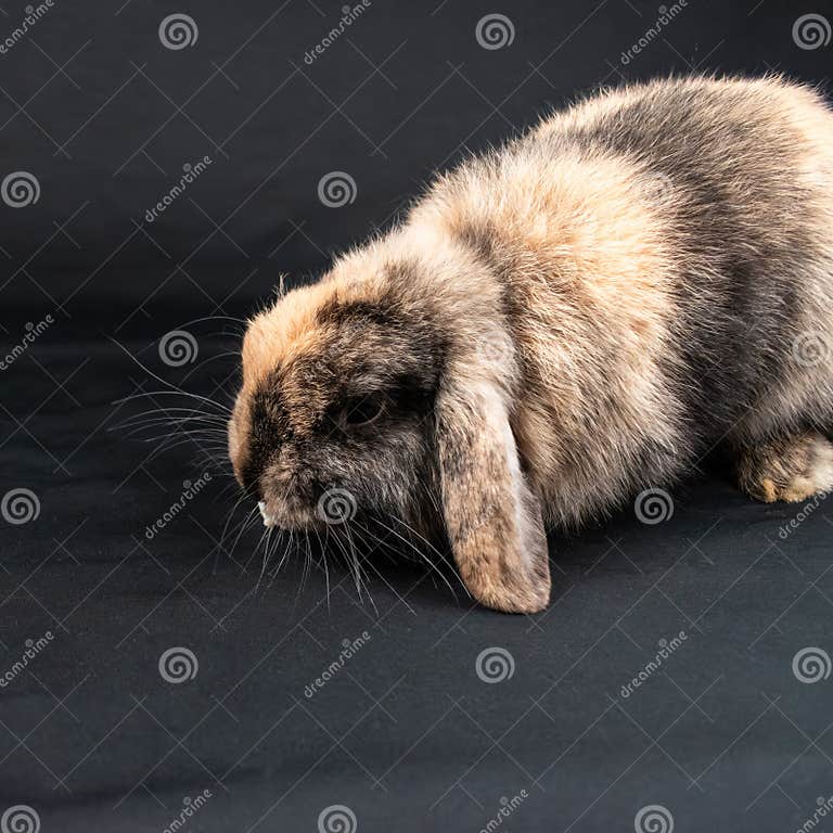 Mini Lop Rabbit, Isolated on Black Background Stock Image - Image of ...