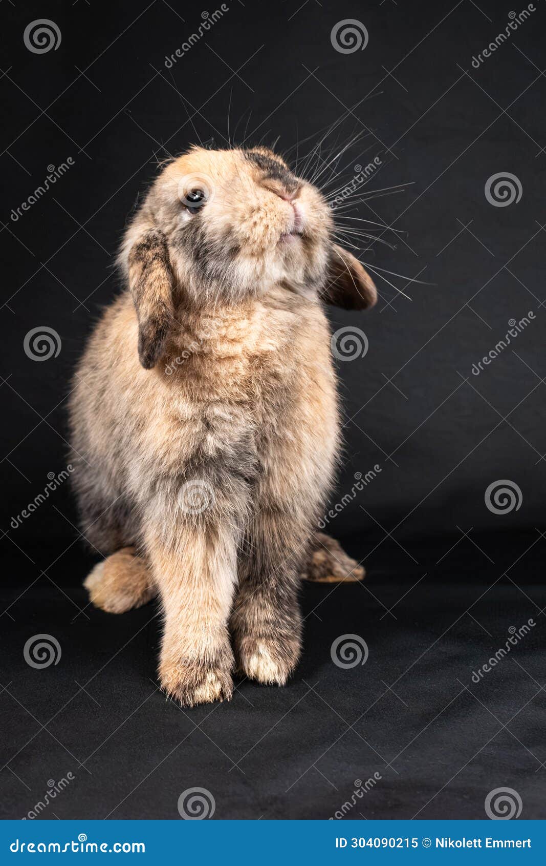Mini Lop Rabbit, Isolated on Black Background Stock Image - Image of ...