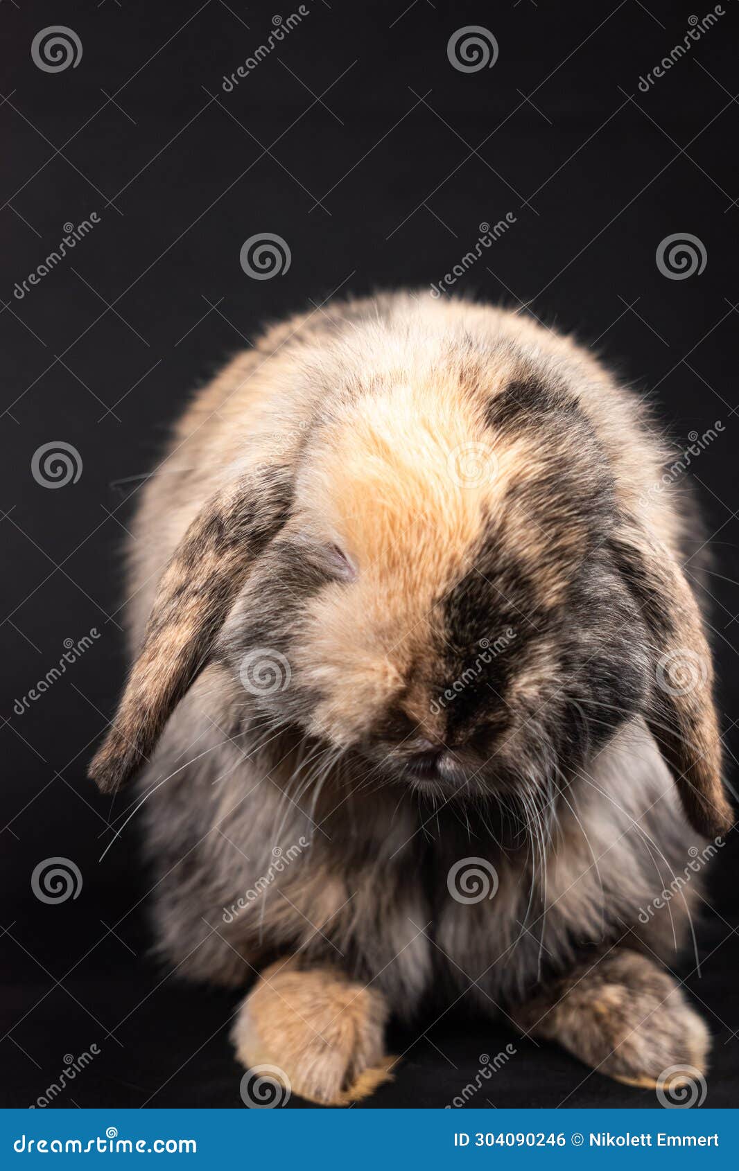 Mini Lop Rabbit, Isolated on Black Background Stock Photo - Image of ...