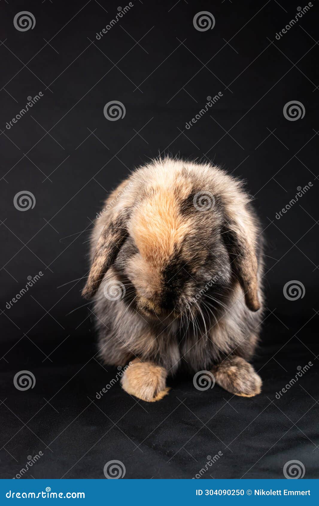Mini Lop Rabbit, Isolated on Black Background Stock Photo - Image of ...