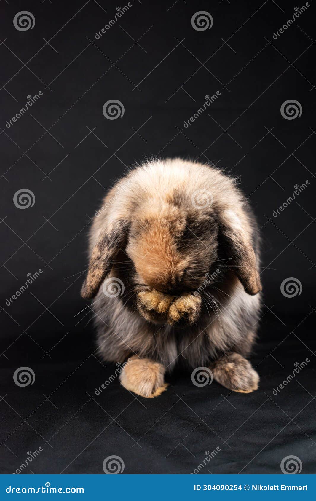 Mini Lop Rabbit, Isolated on Black Background Stock Photo - Image of ...