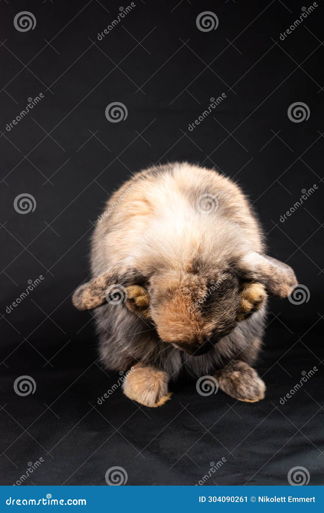 Mini Lop Rabbit, Isolated on Black Background Stock Image - Image of ...