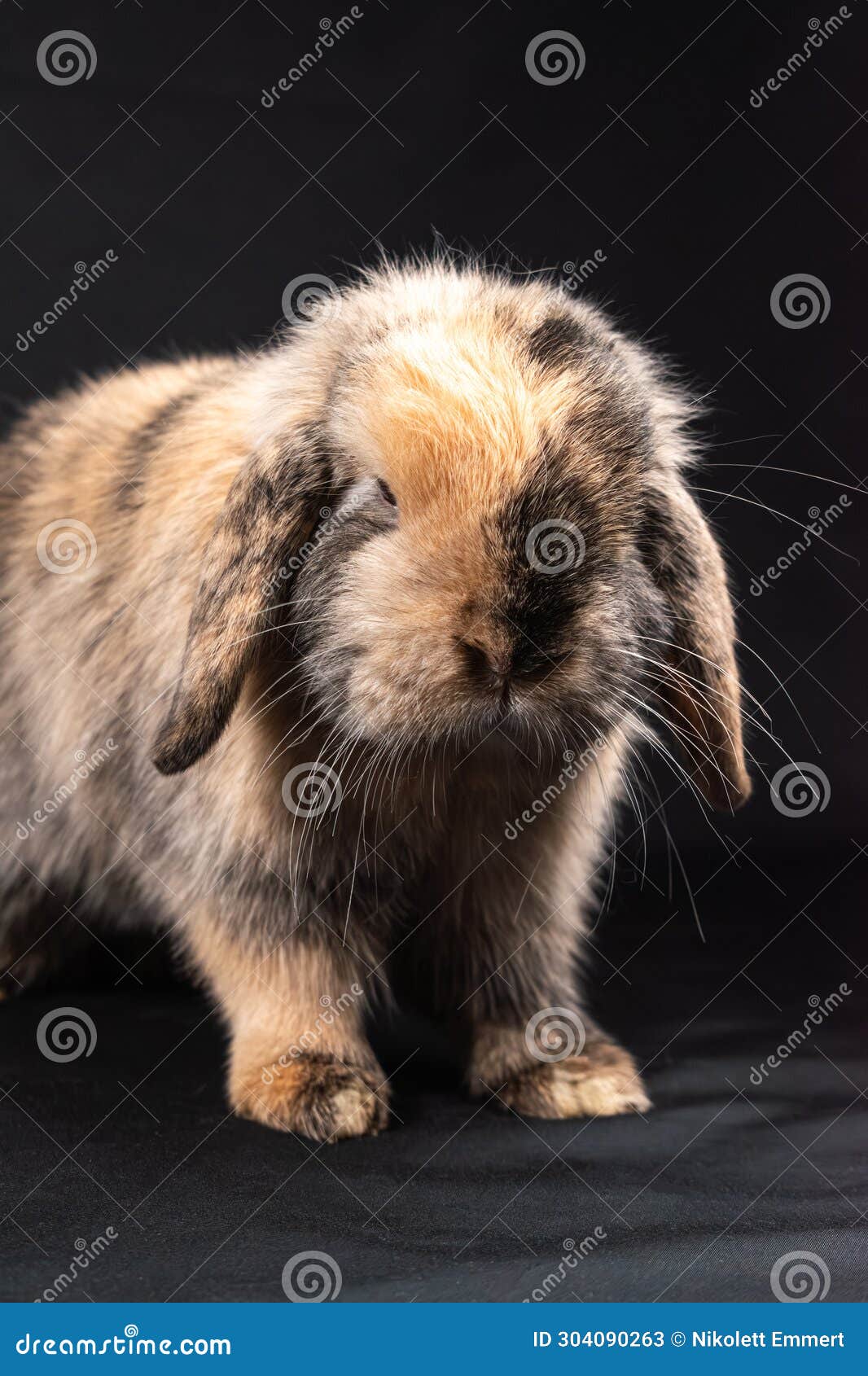 Mini Lop Rabbit, Isolated on Black Background Stock Image - Image of ...