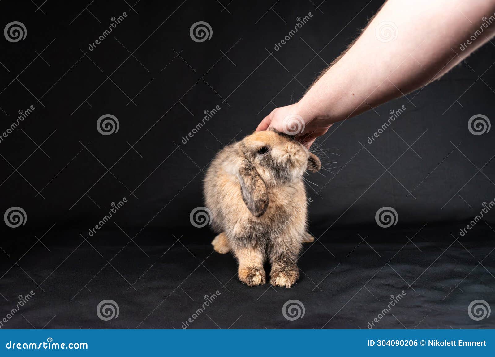 Mini Lop Rabbit, Isolated on Black Background Stock Photo - Image of ...
