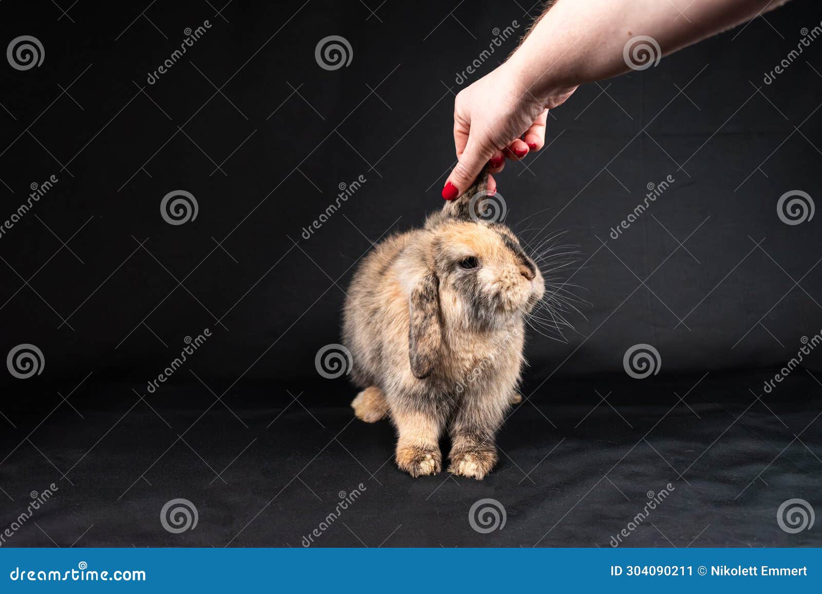 Mini Lop Rabbit, Isolated on Black Background Stock Image - Image of ...