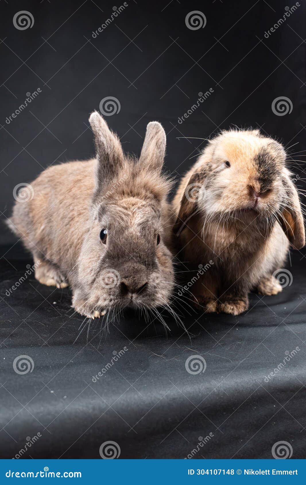 Mini Lop Rabbit and Lionhead Rabbit, Isolated on Black Background Stock ...