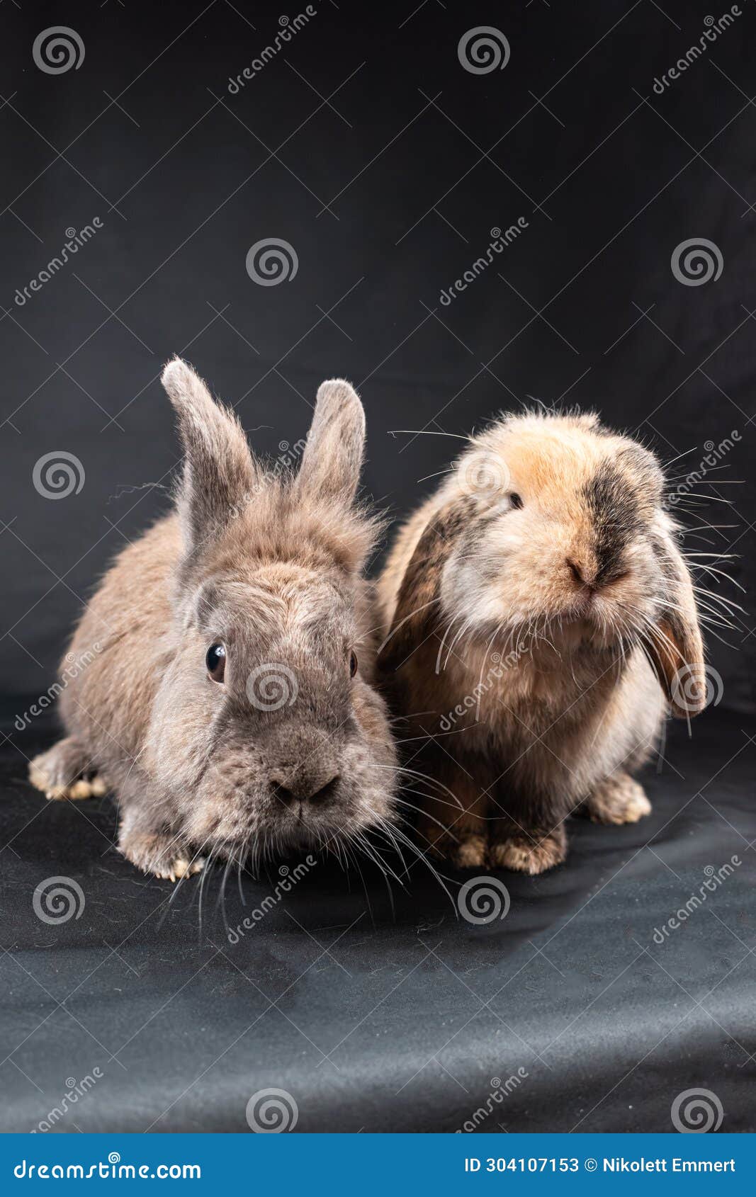 Mini Lop Rabbit and Lionhead Rabbit, Isolated on Black Background Stock ...