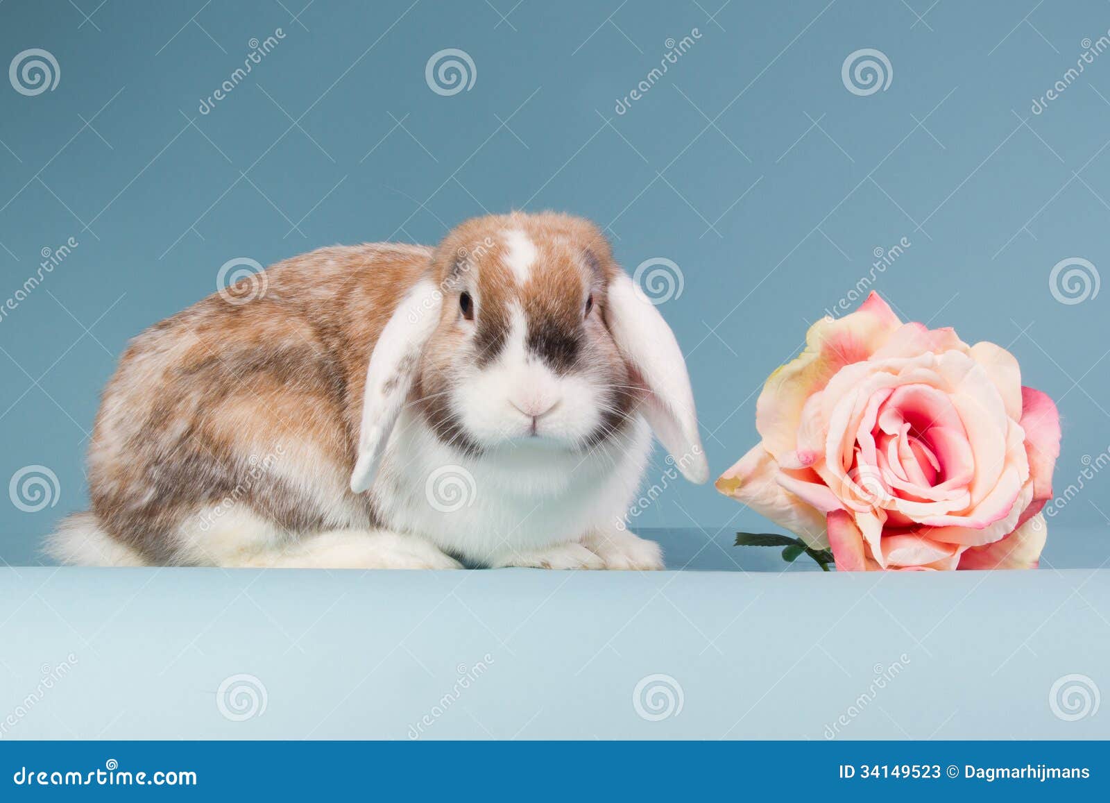 Mini-lop rabbit with rose stock image. Image of year - 34149523