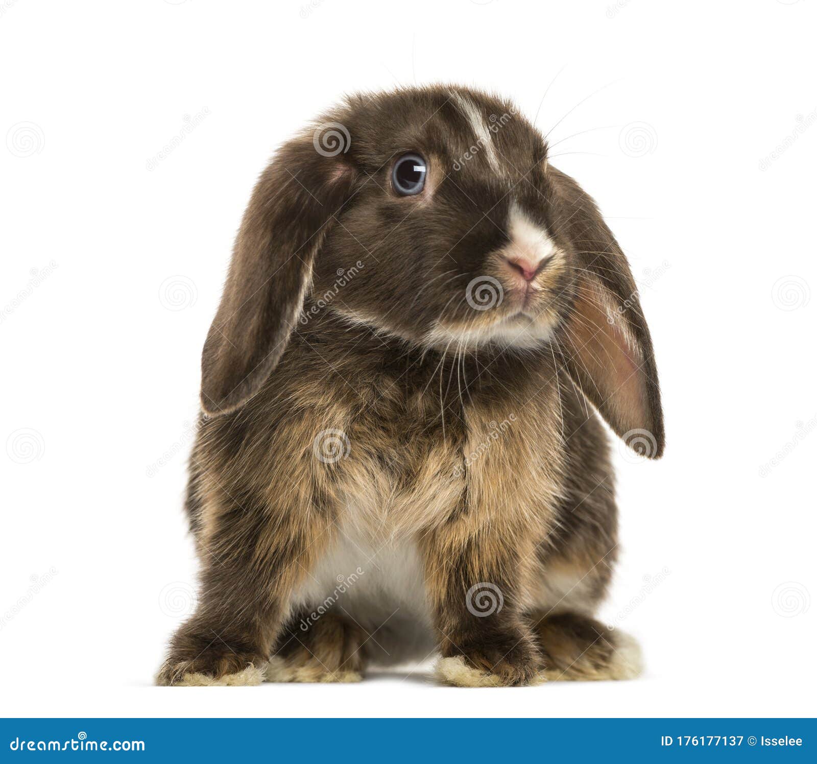 Mini Lop Rabbit Standing, Isolated Stock Image - Image of rabbit ...
