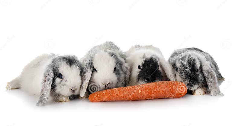 Mini lops in studio stock image. Image of vegetable - 249527029