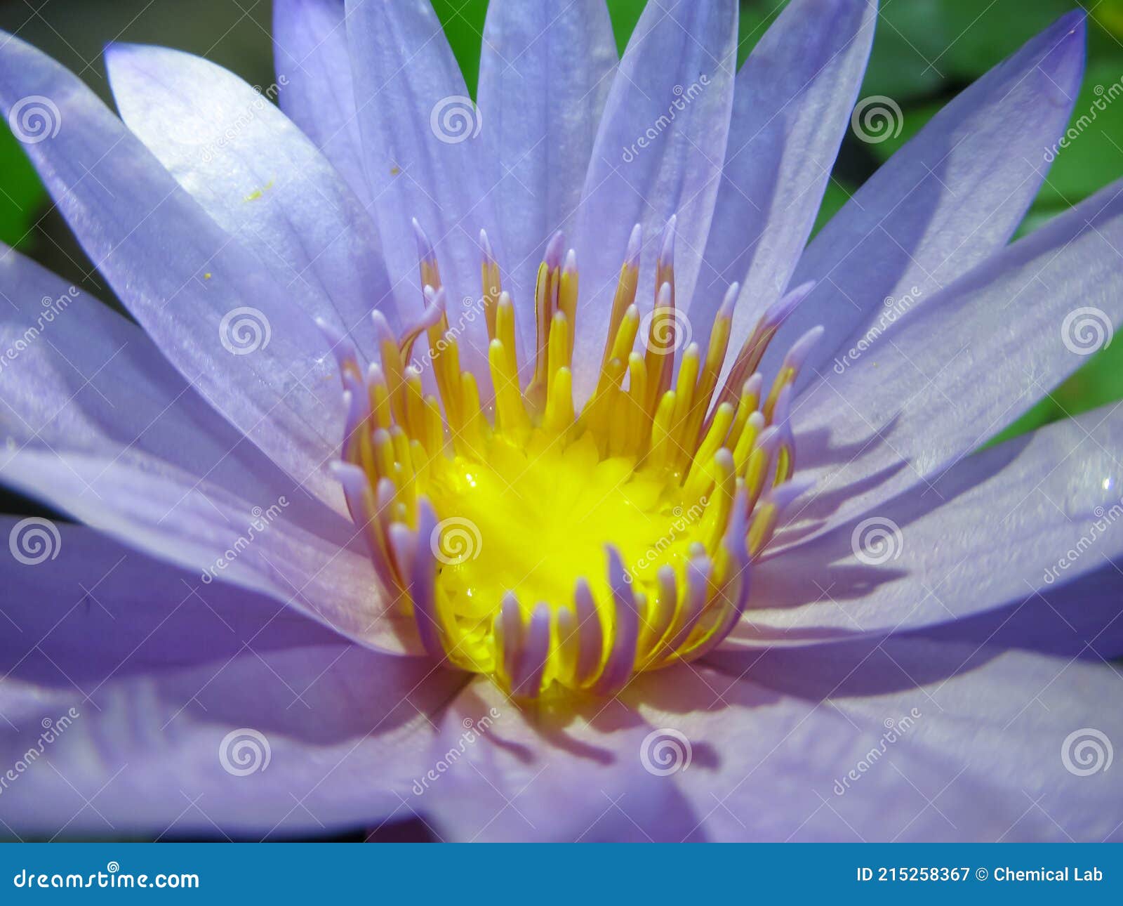 Mini lotus are blooming stock image. Image of flora - 215258367