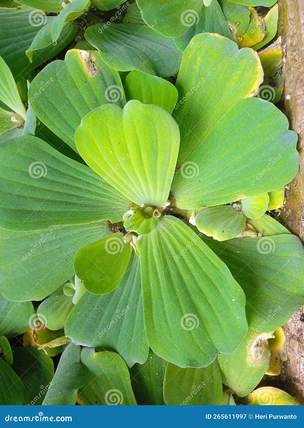 Mini lotus in the pond stock image. Image of leaf, mini - 265611997